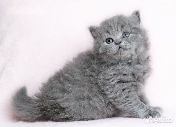 Британские пушистые котята