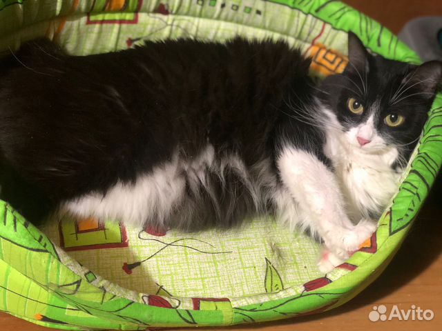 Сибирская красавица