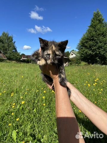 Полупородистый котенок, девочка