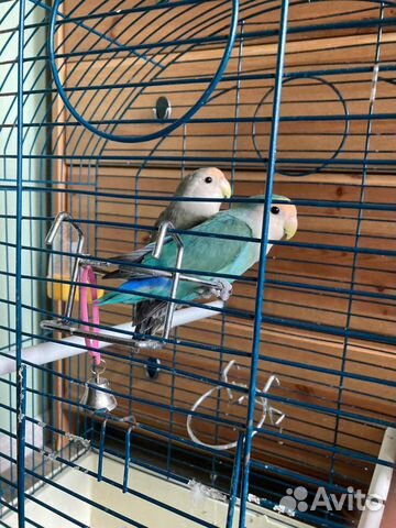 Попугаи неразлучники бесплатно