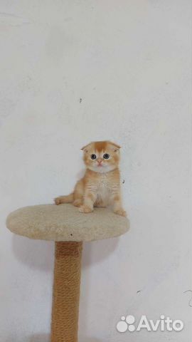 Котик красное золото