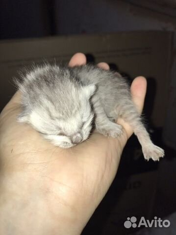 Шотландские котята