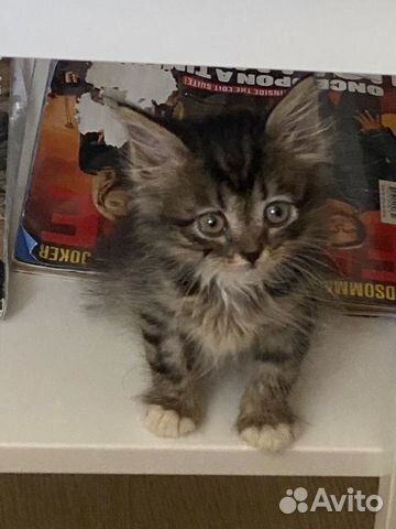 Котёнок мальчик симпатяга