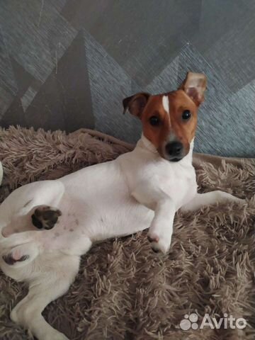 Вязка джек Рассел терьер