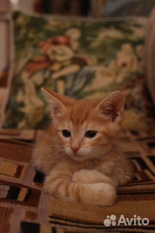 Рыжий Котенок Абрикосик