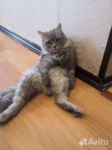 Сибирская кошка бесплатно