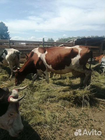 Сельхоз животные