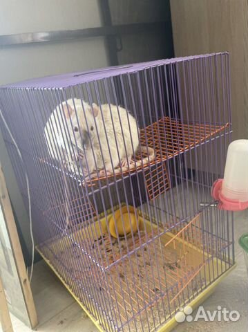Крысы мальчики с клеткой