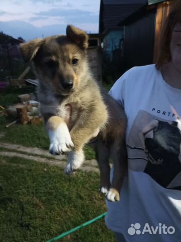 Щенок в добрые руки бесплатно
