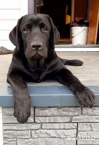Черная девочка лабрадор