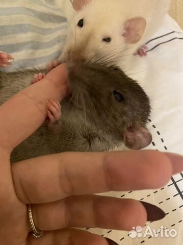 Крыса с клеткой