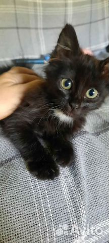 Черный ласковый котенок