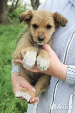 Куколка Фрося 2 месяца, в дар в добрые рукт