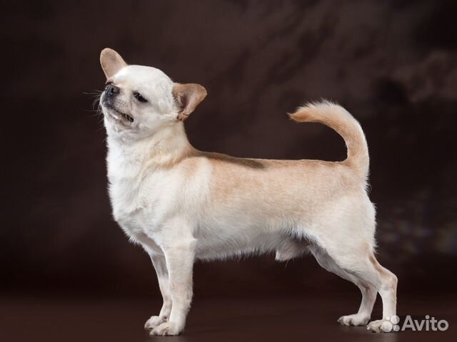 Чихуахуа кобель вязка