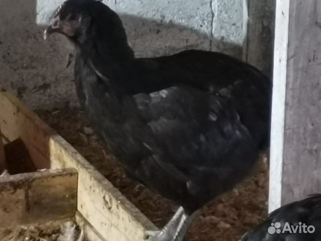 Продам семью Джерсийских гигантов