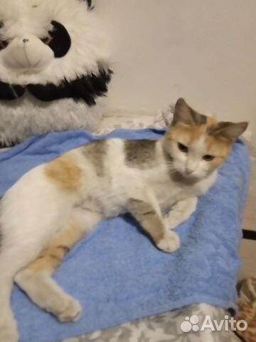 Кошка в дар бесплатно