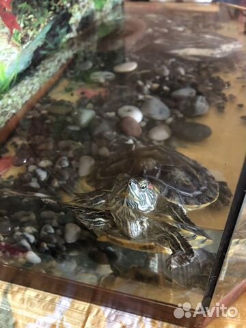 Красноухая черепаха