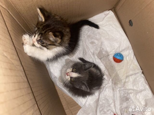 Котята в добрые руки даром