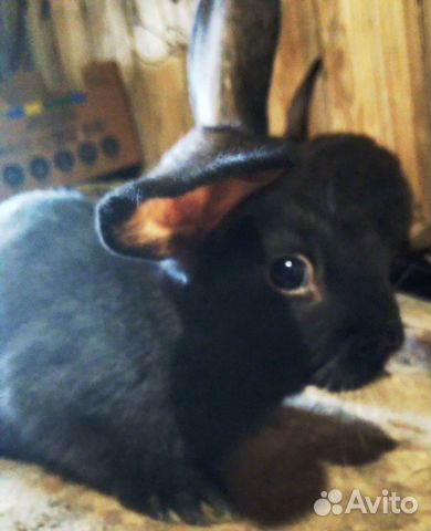 Продам кроликов