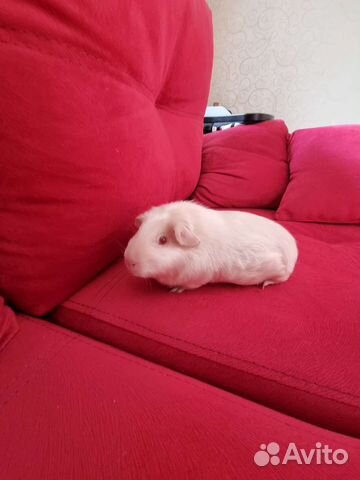 Морская свинка