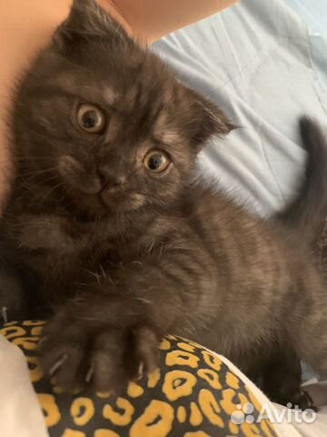 Красивый котик