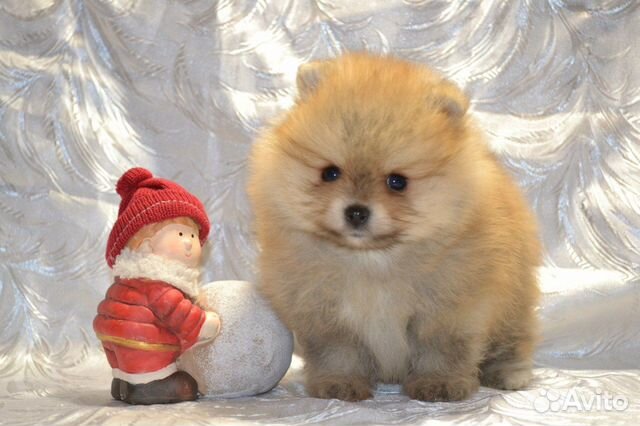 Шпицедетки