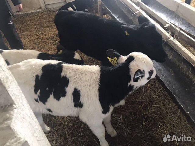 Бычки телочки