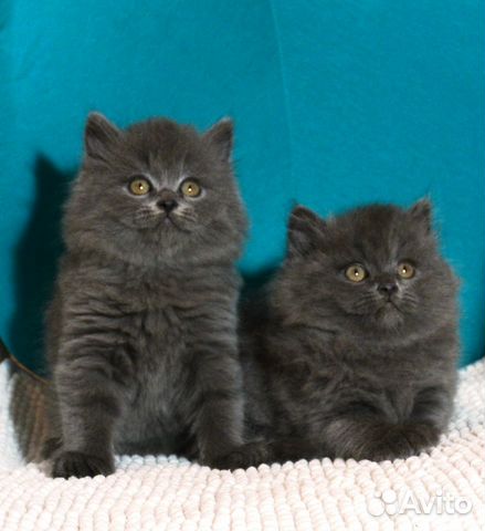 Британские пушистики