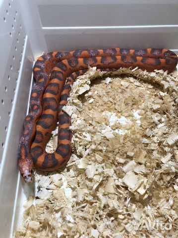 Змея Pantherophis guttatus маисовый полоз