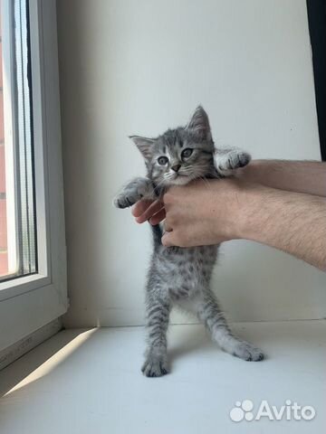 Шотландские котята