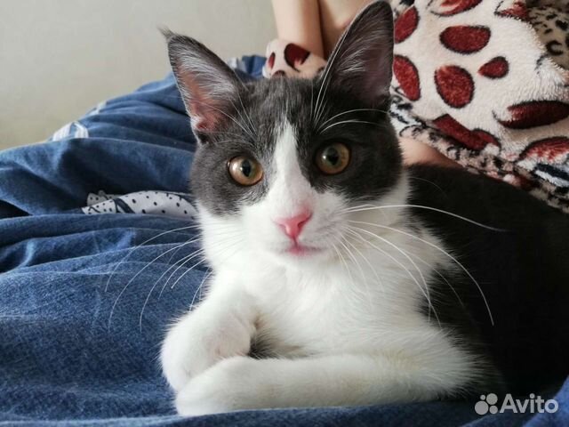 Кошка в дар