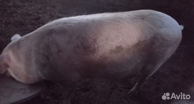 Хряк на племя