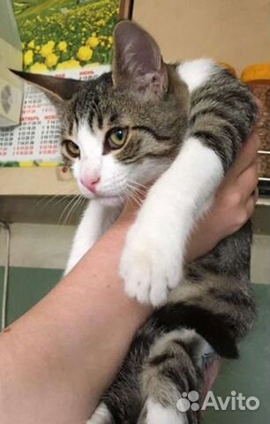Котенок ищут дом