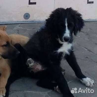 Щенок в добрые руки
