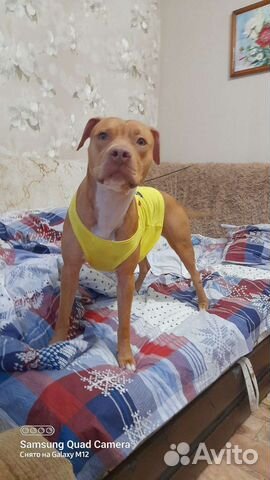 Девочка питбуль ищет себе жениха