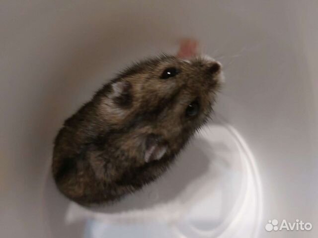 Джунгарский хомяк девочка