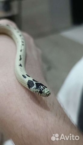 Калифорнийская королевская змея