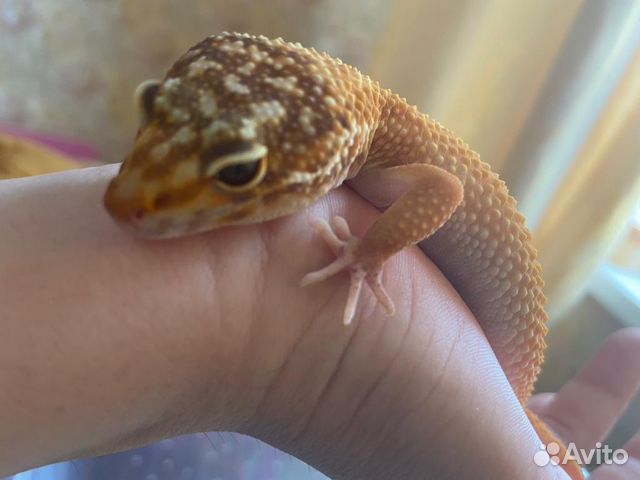 Эублефар с террариумом, самка