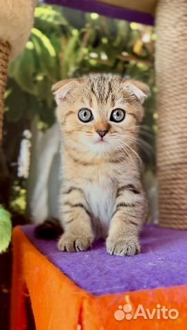 Шотландская малышка вислоухая девочка фолд