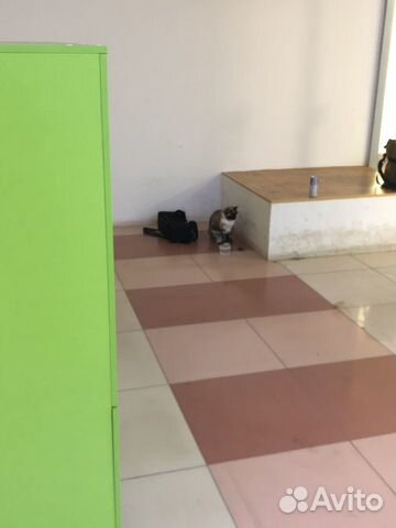 Кошка с молнией на лбу ищет новый дом