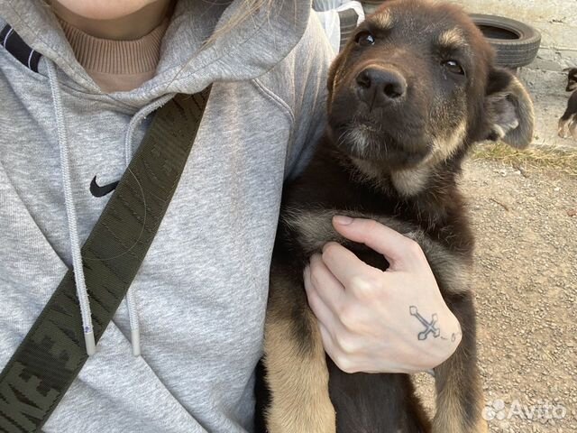 Щенок Тайсон немецкая овчарка метис