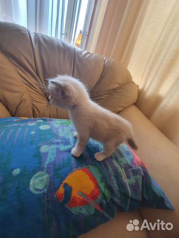 Котёнок