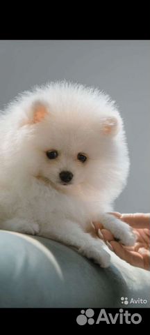 Щенок померанского шпица белый