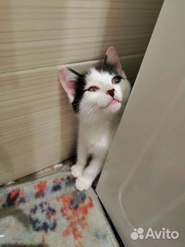 Бездомный котёнок в добрые руки. Центр