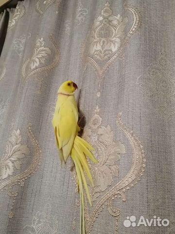 Папугай ожереловый