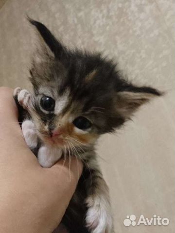 Котёнок месяц