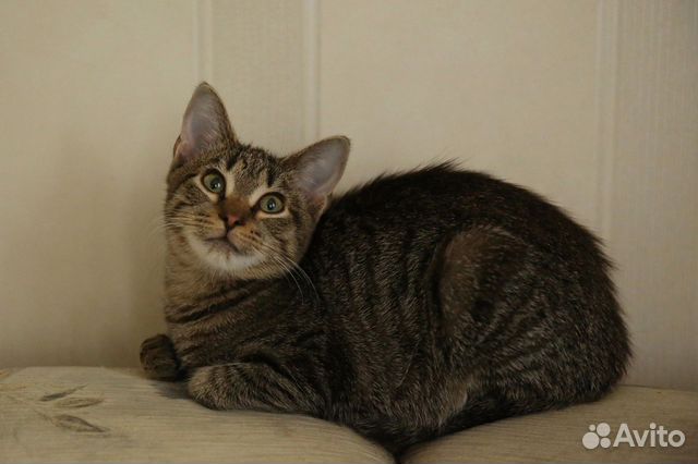 Котенок 4 месяца, девачка