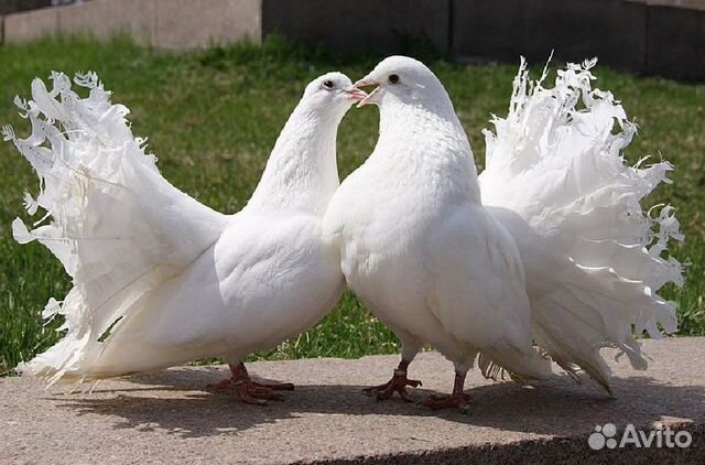 Продам голубей разных пород