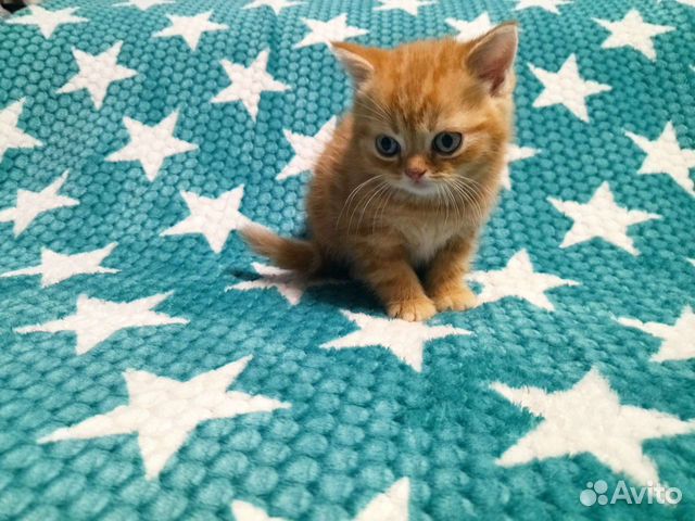 Кошки шотландцы скотиш-страйт