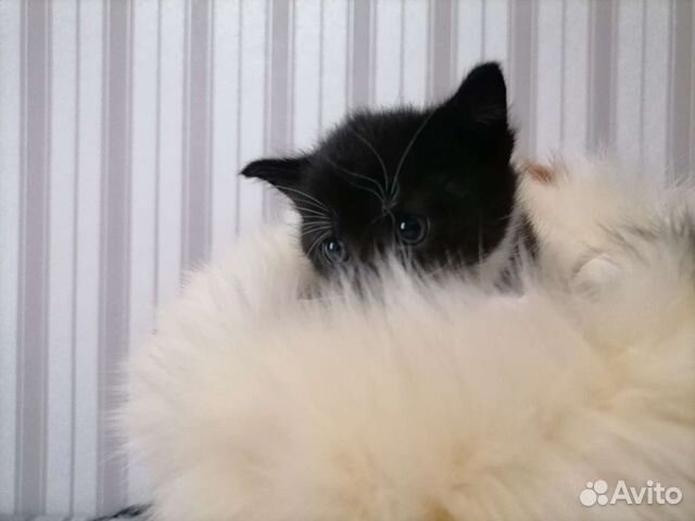 Кошечка Озорная лапочка